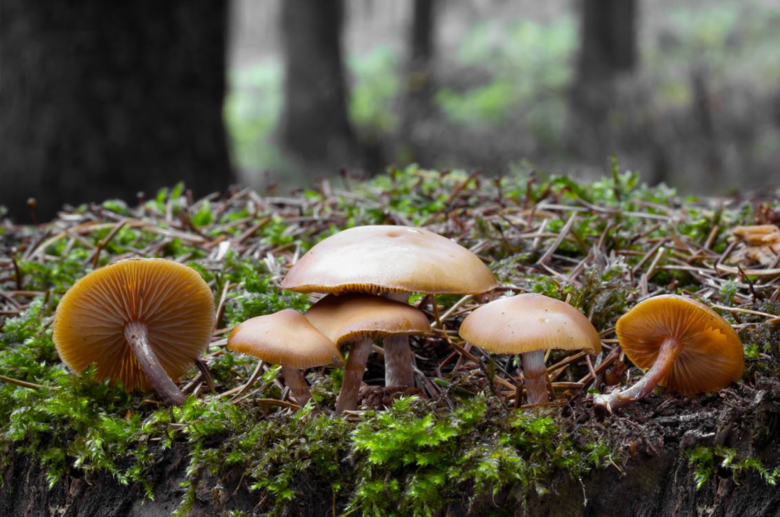 Scoperti dei funghi "magici" antidepressivi | Pazienti.it